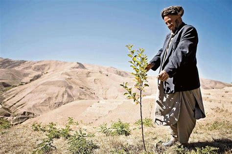 Tree Plantation And Horticulture In The Light Of Science And Quran The