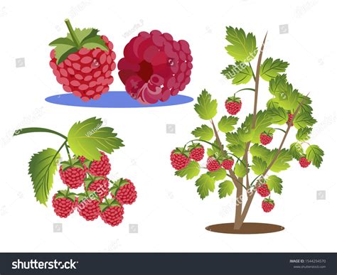 Cartoon Raspberry Bush