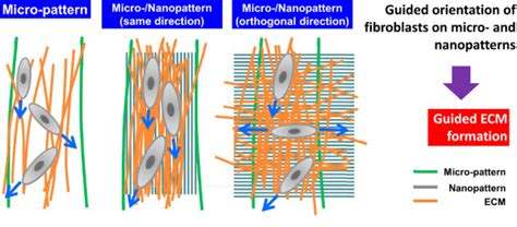 A Possible Model For Guided Extracellular Matrix Formation From
