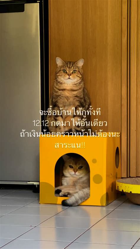 แมวของเจ้าหนวดหมู 😺 อย่าให้มีครั้งที่สองนะ Cat แมวบริติชช็อตแฮร์ แมวน่ารัก แมว