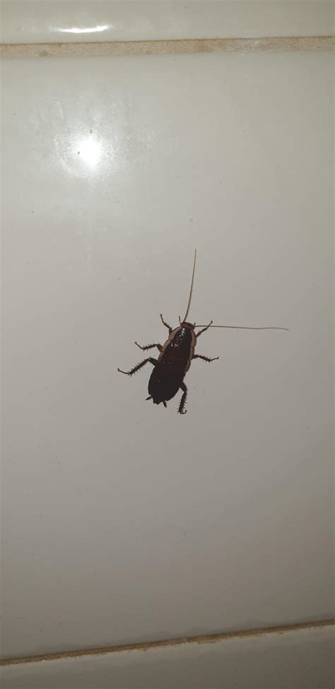 What Bug Is This Whatbugisthis