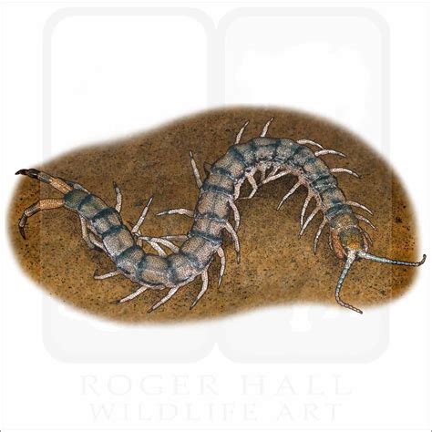 Eastern Bark Centipede Signed Fine Art Print