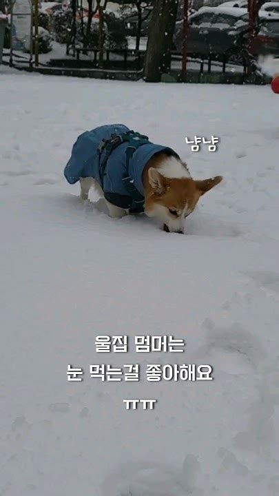 강아지가 눈이 오는날을 좋아하는 이유 눈먹방 웰시코기 Youtube