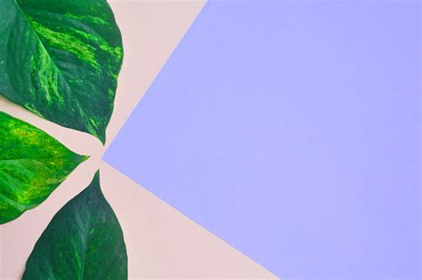 분홍색 배경에 열 대 잎의 창조적 인 편평한 누워 복사 공간이 있는 최소한의 개념 0명에 대한 스톡 사진 및 기타 이미지 0명 개념 나무 Istock