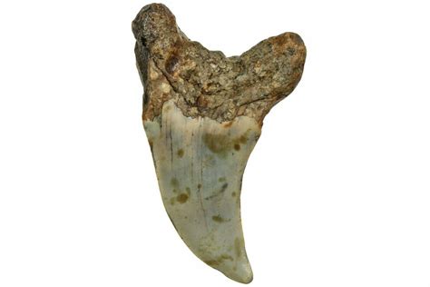 Rare 2 51 Fossil Benedini Shark Tooth North Carolina 208093 For Sale