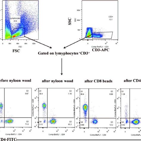 Beads Enriched Cd8 T Cells Are High Purified T Cells Were Isolated