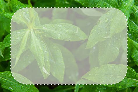 녹색 식물 잎과 창조적 인 프레임이있는 추상적 인 자연 배경 0명에 대한 스톡 사진 및 기타 이미지 0명 개념 계절 Istock