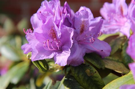 Rhododendron Pink Foto Gratis Di Pixabay Pixabay