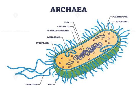 Bacillus Anatomy With Microscopic Microbe Medical Structure Outline Diagram Vectormine