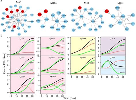 Fine Grained Genetic Networks At The Snp Level For Qtl Containing