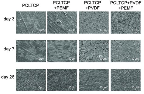Fixed Cell Morphology On Pcl Tcp Without Pcl Tcp And With Pulsed