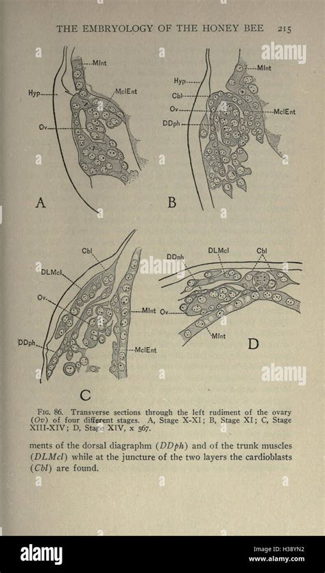 This Text Focuses On The Developmental Stages Of The Honey Bee