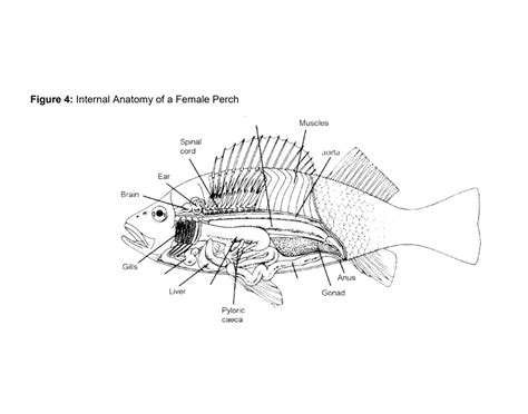 Internal Anatomy Of A Female Perch — Printable Worksheet