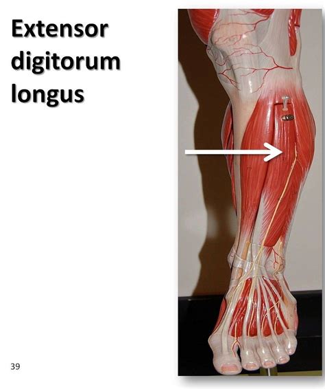 Extensor Digitorum Longus
