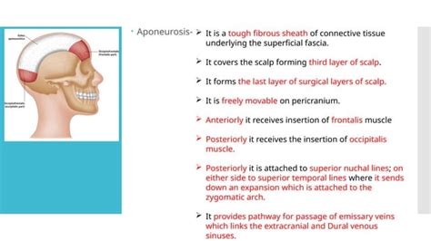 Scalp Anatomy Layers And Applied Aspects Ppt