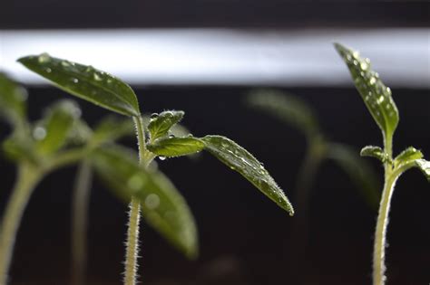 Try These Ingenious Seedling Planters SoulyRested