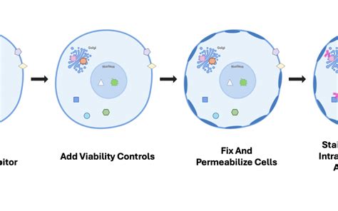Intracellular Flow Cytometry Fluorofinder