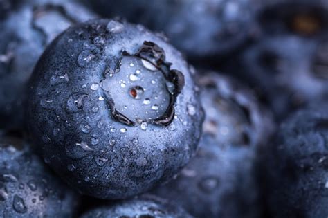 이 슬 방울과 신선한 익은 블루베리 베리 배경입니다 매크로 사진 건강한 생활방식에 대한 스톡 사진 및 기타 이미지 건강한 생활방식 건강한 식생활 결정 Istock