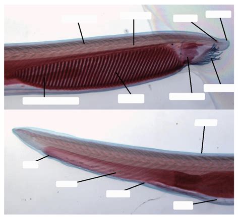 Diagram Of Amphioxus Whole Mount Quizlet