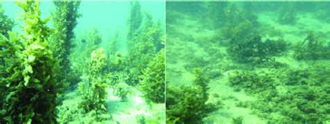 Macroalgae Removal Experiment At Orpheus Island Loffler And Hoey 2017 Download Scientific