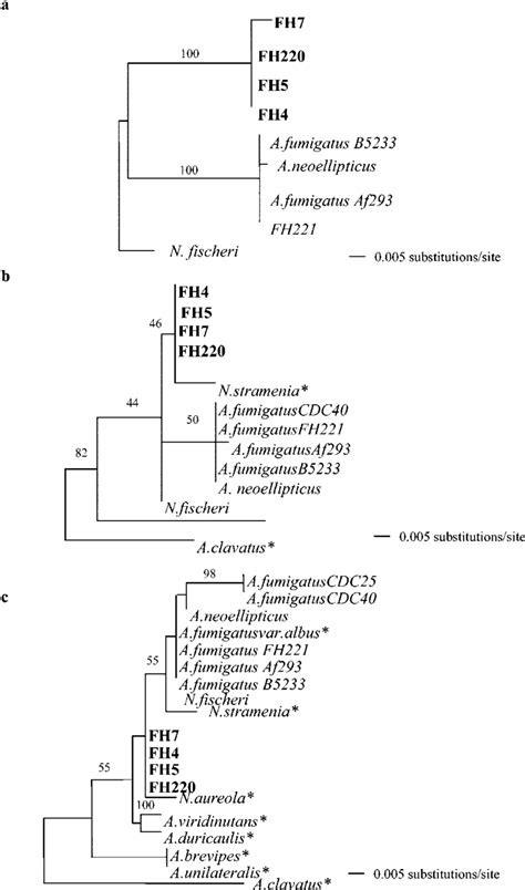 ml tree of partial nucleotide sequences of the salt responsive gene