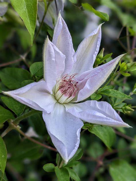 Clematis Flower Plant White Free Photo On Pixabay Pixabay