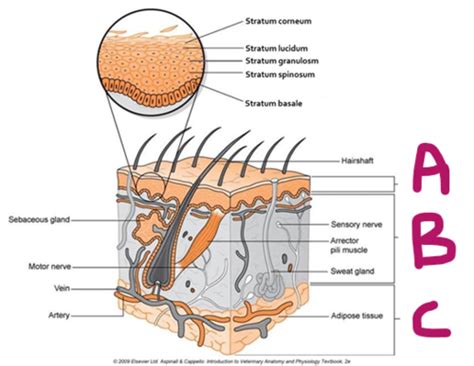 Common Integument Lab Manual Intro Lecture Flashcards Quizlet
