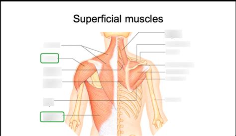 Diagram Of Superficial Muscles Of Back Quizlet