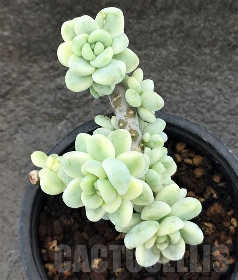 SHPR10398 Sedum clavatum f variegata Кактус онлайн