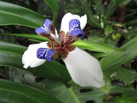 June Flowers Plants Garden June Flowers Plants Garden