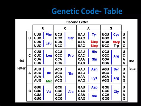 genetic codons pptx