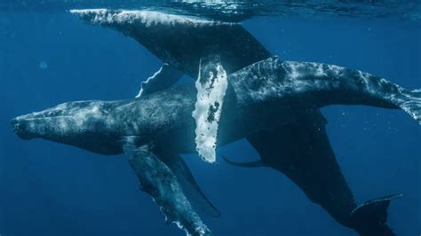 Two Male Humpback Whales Seen Having Sex With Each Other Explorersweb