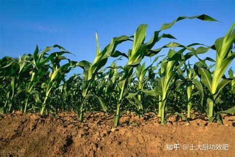 玉米喇叭口期施什么肥料追肥要点 知乎