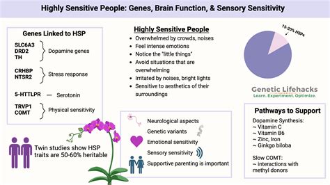 Highly Sensitive People Genes Brain Function And Sensory Sensitivity