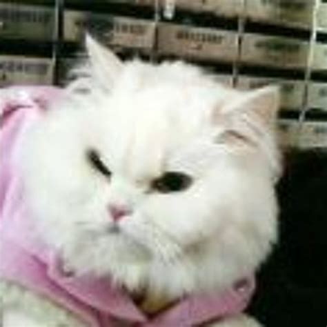 Stream Shan Chen 1 Music Listen To Songs Albums Playlists For Free On Soundcloud