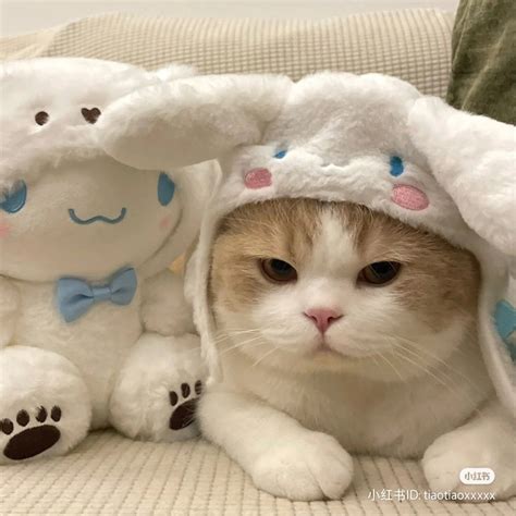 Cinnamoroll Kitten Red Panda Cute Cat Profile Kitty Drawing Cat Icon
