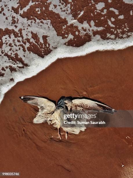 Sumani Photos And Premium High Res Pictures Getty Images