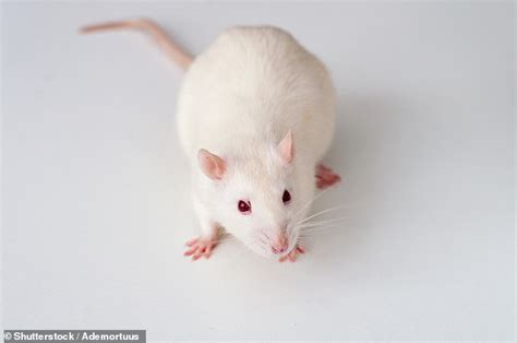 Brain Switches That Control Urges To Fight And Have Sex In Males Are Spotted In Mice Daily
