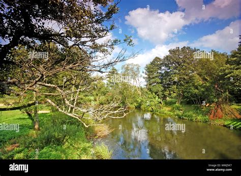 Summer Landscape River And Trees Stock Photo Alamy