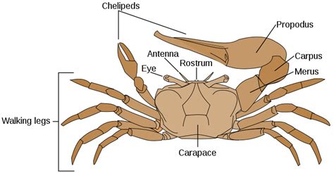 Digestive System The Fiddler Crab Resource