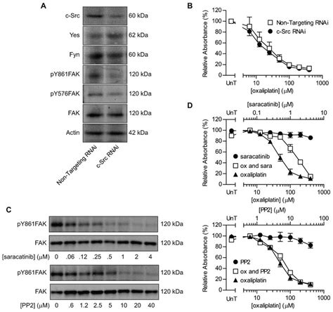 Effect Of Saracatinib On Oxaliplatin Is Not Due To Inhibition Of Sfk