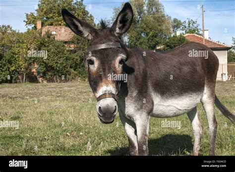 Female Donkey Closeup Grazing On Village Meadow In Summertime Stock