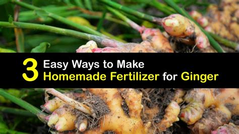 Ginger Fertilizer Simple Organic Ginger Food