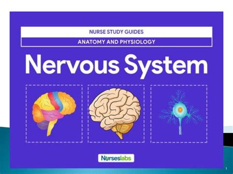 Nervous System Ppt Pptx