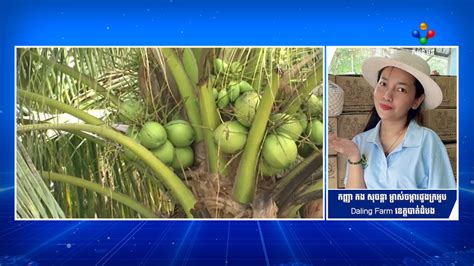 កសិដ្ឋានដូងក្រអូបមួយកន្លែងនៅខេត្តបាត់ដំបង រំពឹងទទួលបានទិន្នផល ១សែនផ្លែដូង នៅក្នុងឆ្នាំ ២០២៥នេះ