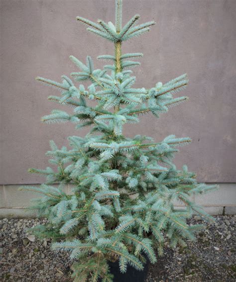 Blue Spruce The Tree Barn Blackrod