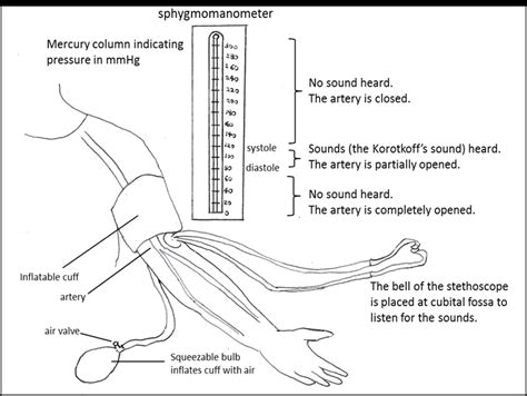 Illustration Of Theory Behind The Standard BP Measurement Download Scientific Diagram