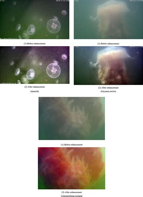 Figure 2 From In Situ Detection Method Of Jellyfish Based On Improved Faster R CNN And FP16