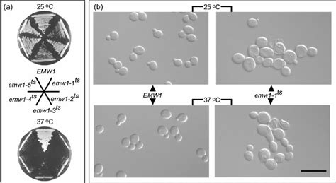 Phenotype Of Conditional Emw1 Mutants A Strains Lacking A Genomic Download Scientific