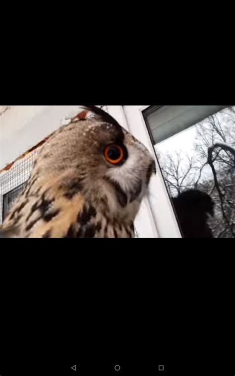 Create Meme Long Eared Owl Owl Owl Pictures Meme